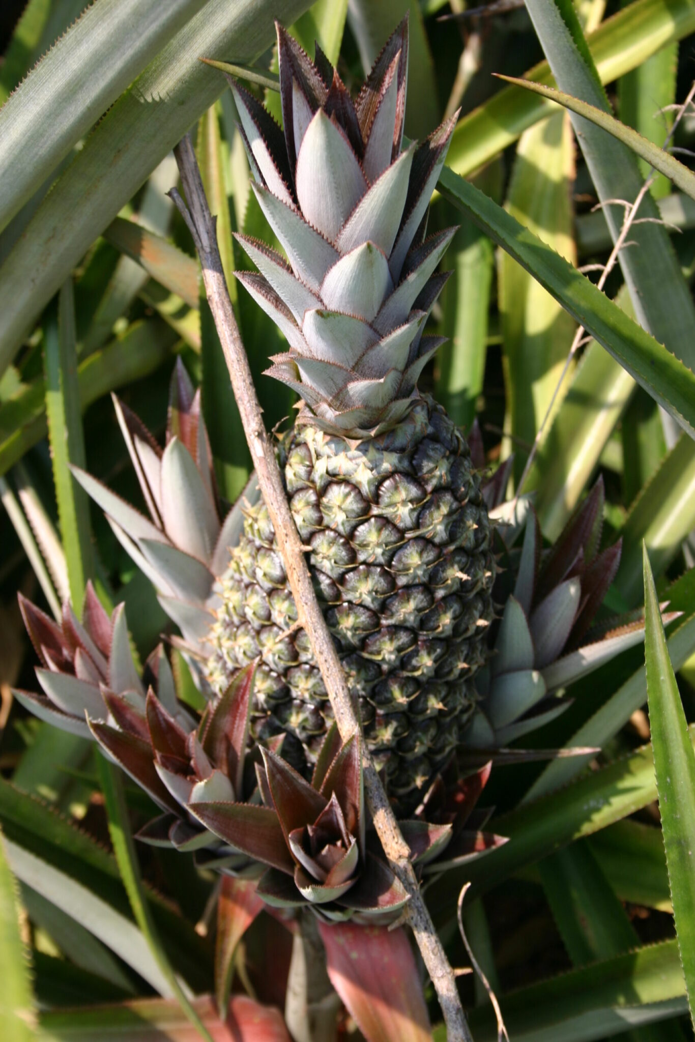Letalski ananas Sugarloaf (kos) - Mami Hobotnica