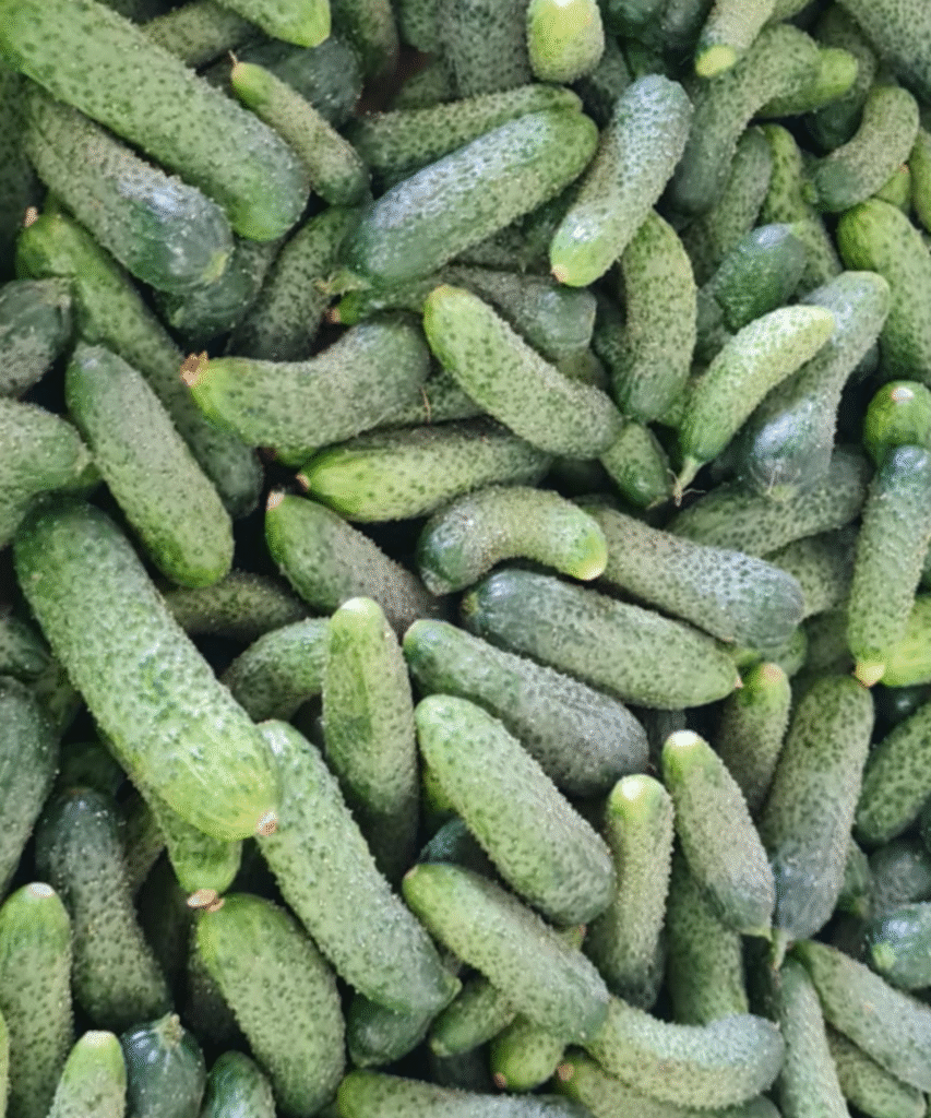 Kumarice za vlaganje (5 kg) - Mami Hobotnica